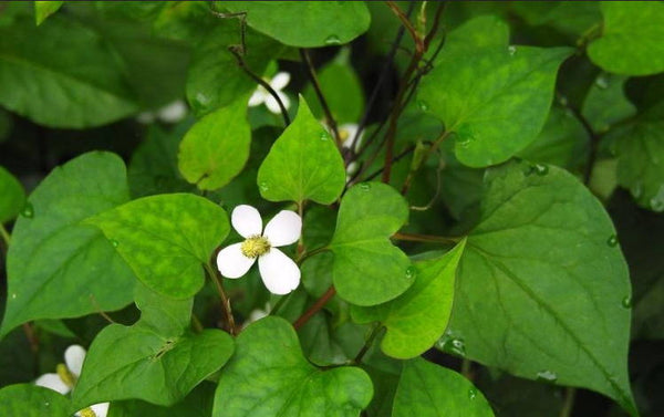 What Is Heartleaf Extract In Skincare? – Depology